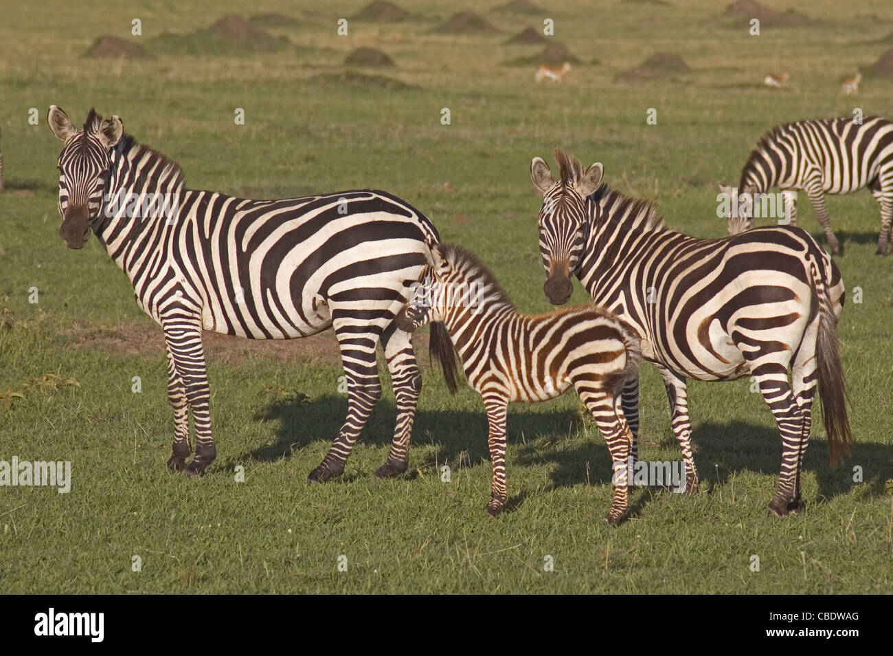 Zebra mule hi-res stock photography and images - Alamy