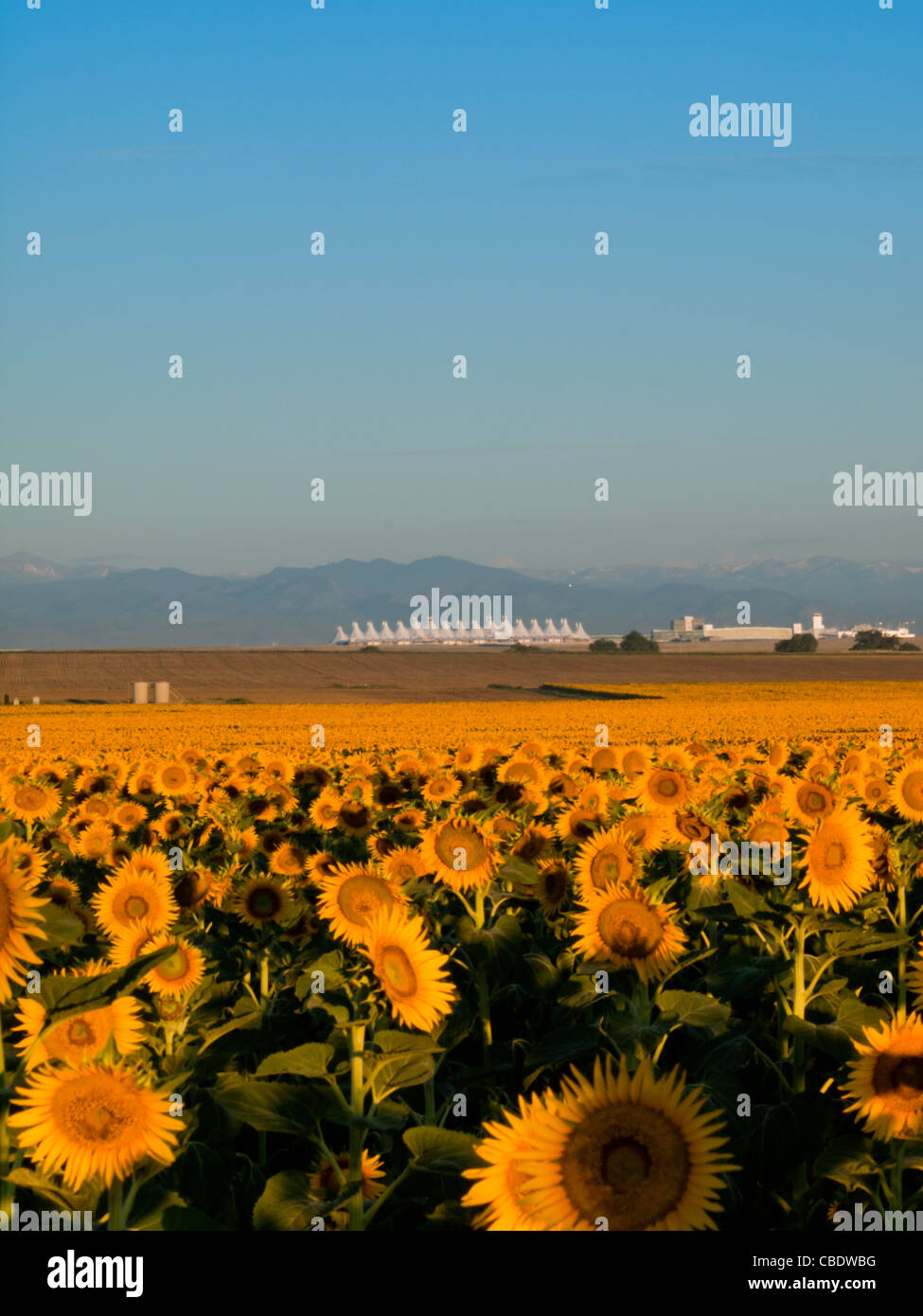 Sunflower field with Denver International Airport in the background ...