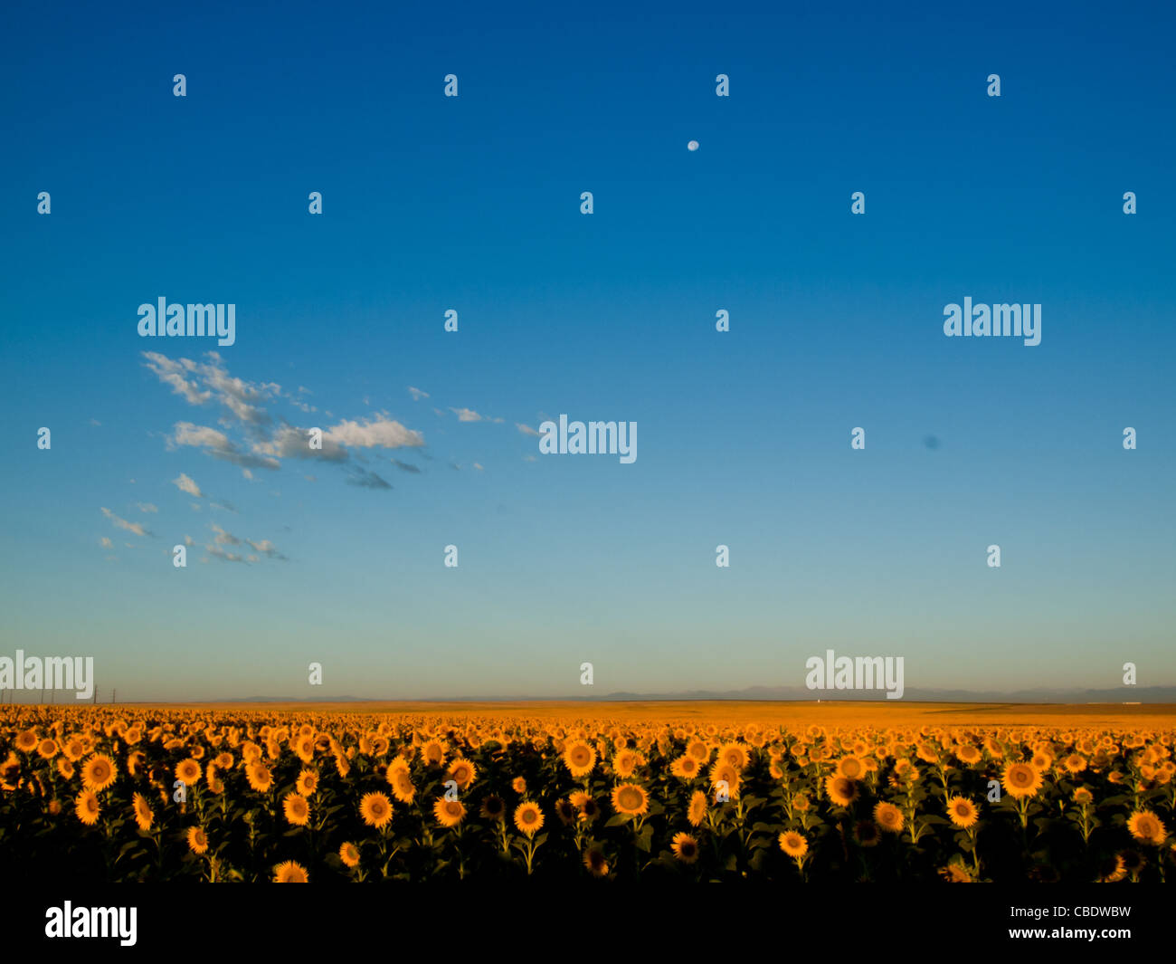Sunflower field denver international airport hi-res stock photography ...