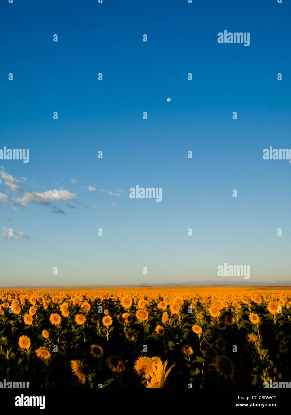 Sunflower field denver international airport hi-res stock photography ...