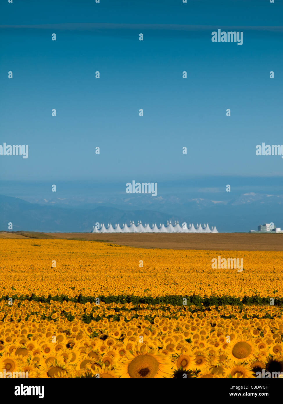 Sunflower field with Denver International Airport in the background ...