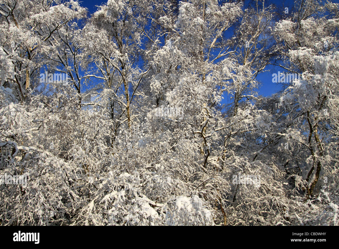Ashdown forest snow hi-res stock photography and images - Alamy