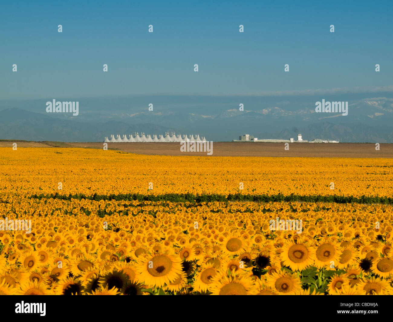 Sunflower field with Denver International Airport in the background ...