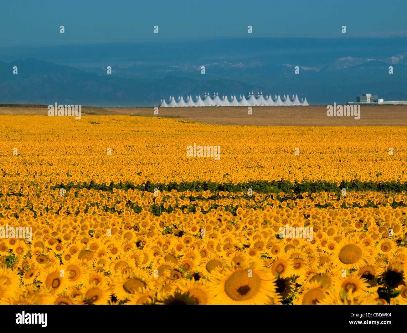 Sunflower field with Denver International Airport in the background ...