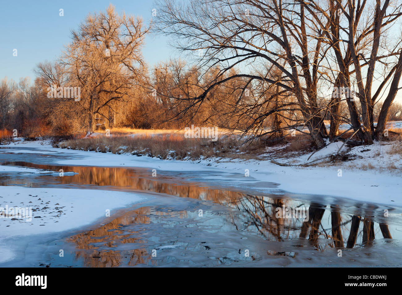 partially frozen Cache la Poudre River with cottonwood trees at Fort ...