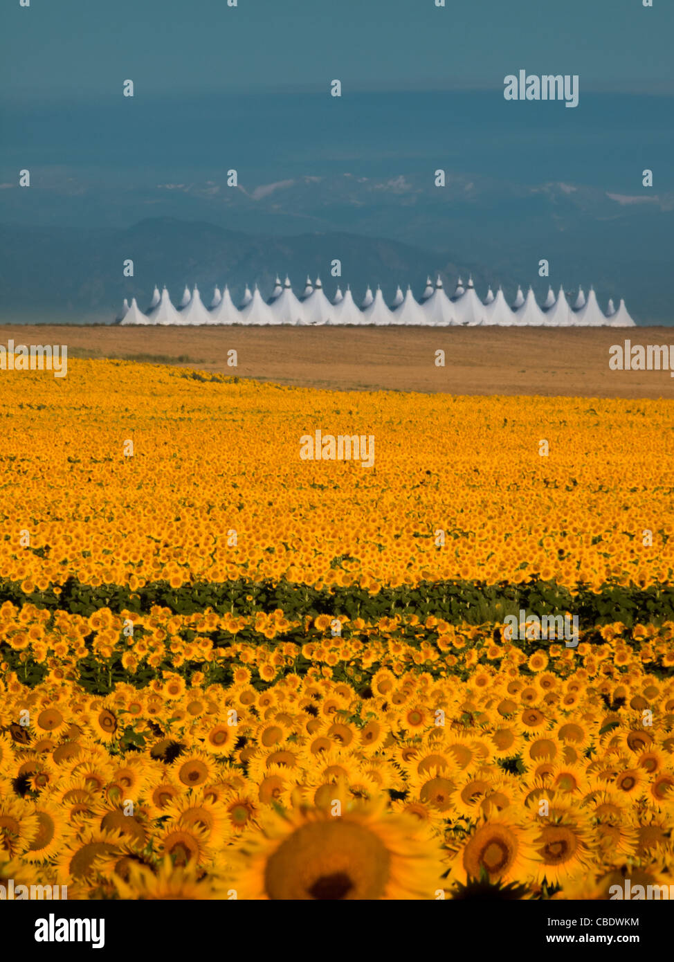 Sunflower field with Denver International Airport in the background ...