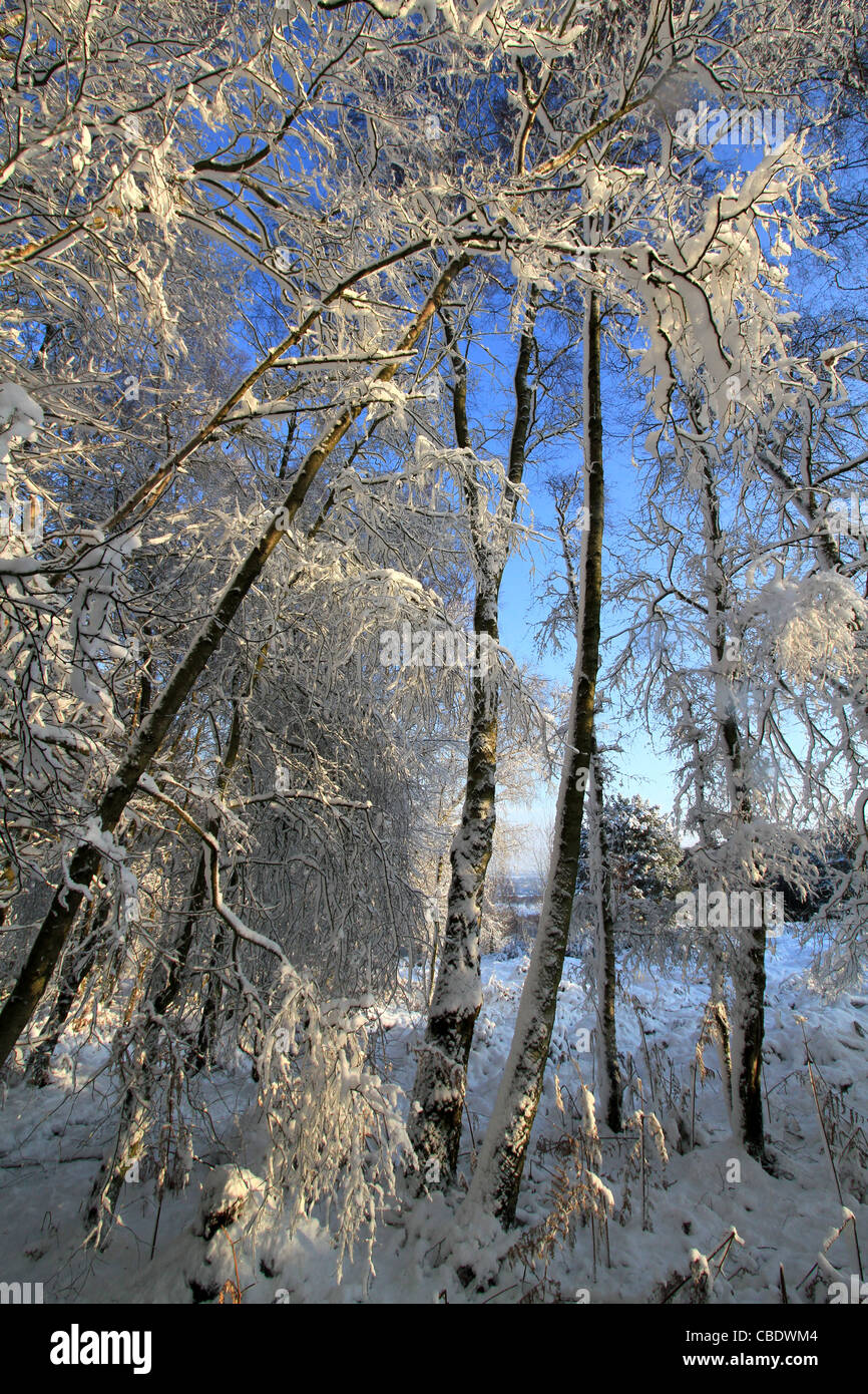 Trees in Snow on Ashdown Forest, Sussex, UK Stock Photo - Alamy