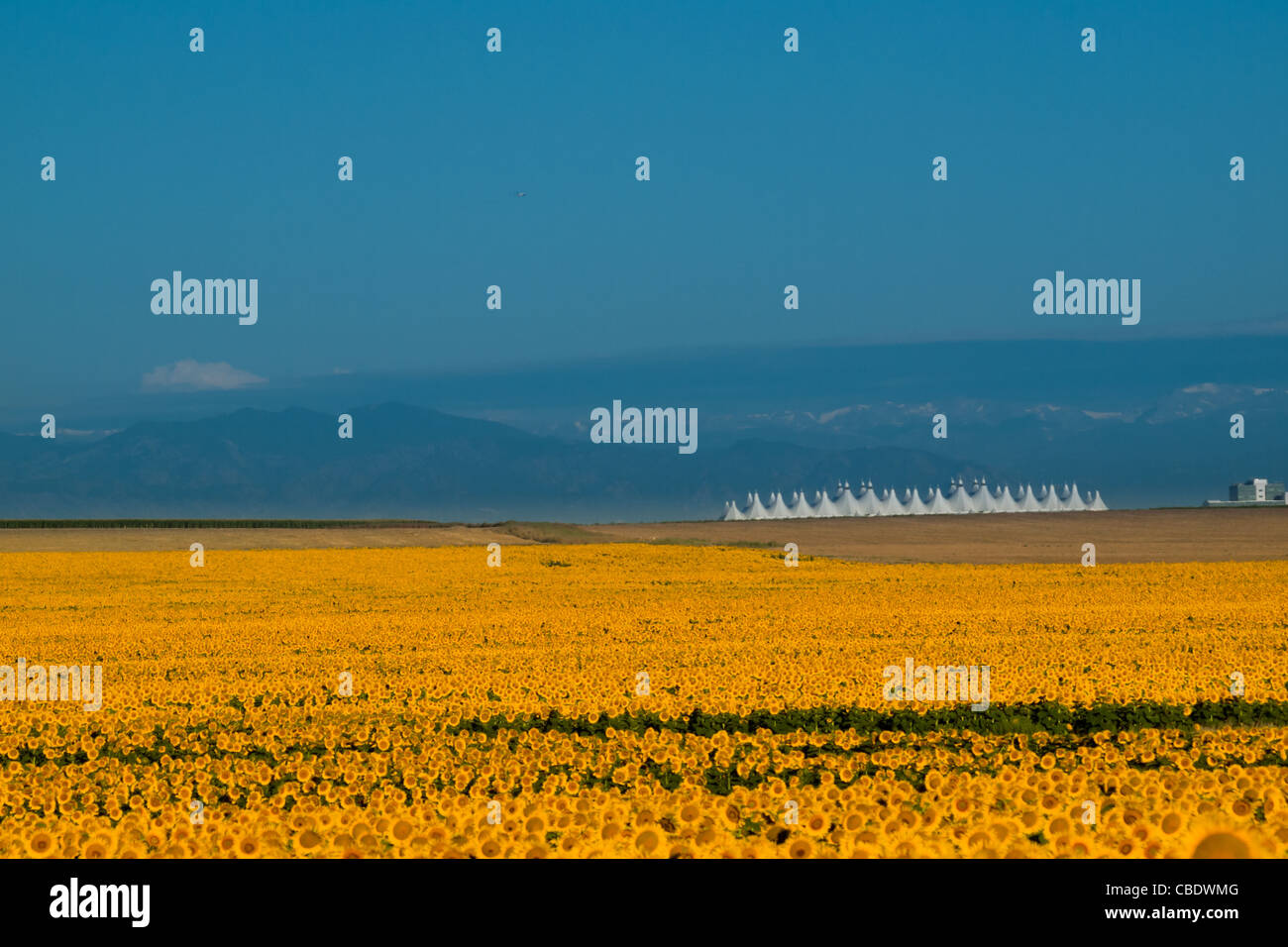 Sunflower field with Denver International Airport in the background ...