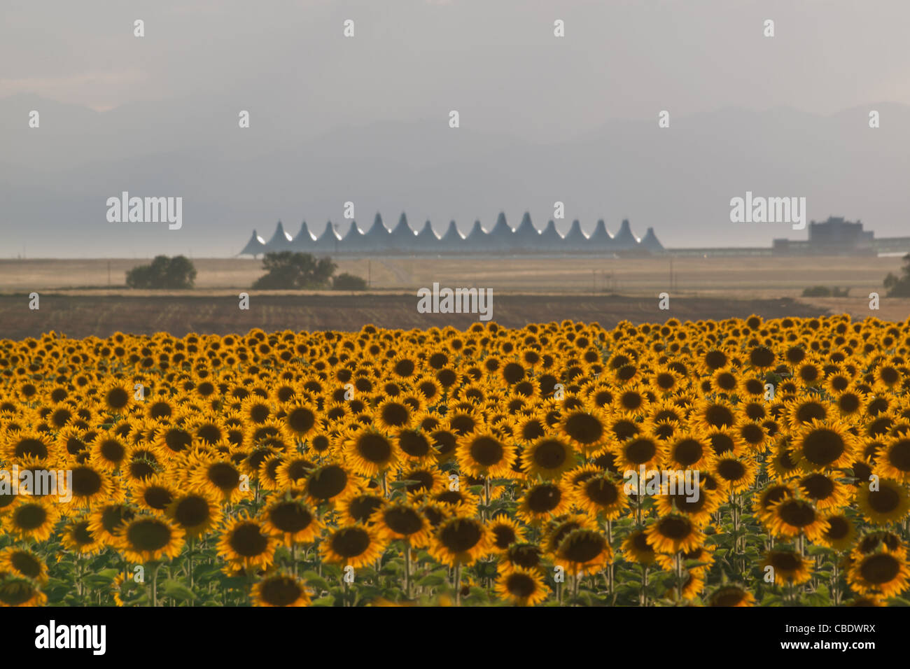 Sunflower field with Denver International Airport in the background ...