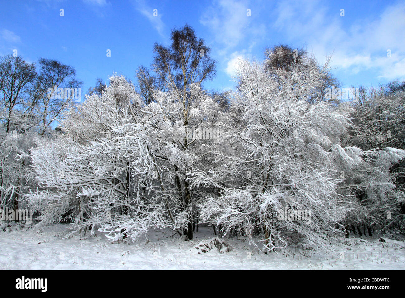 Trees in Snow on Ashdown Forest, Sussex, UK Stock Photo - Alamy