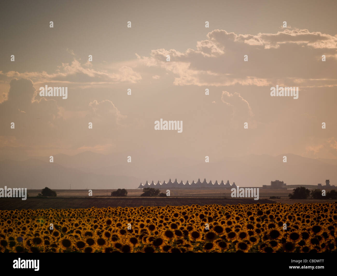 Sunflower field with Denver International Airport in the background ...