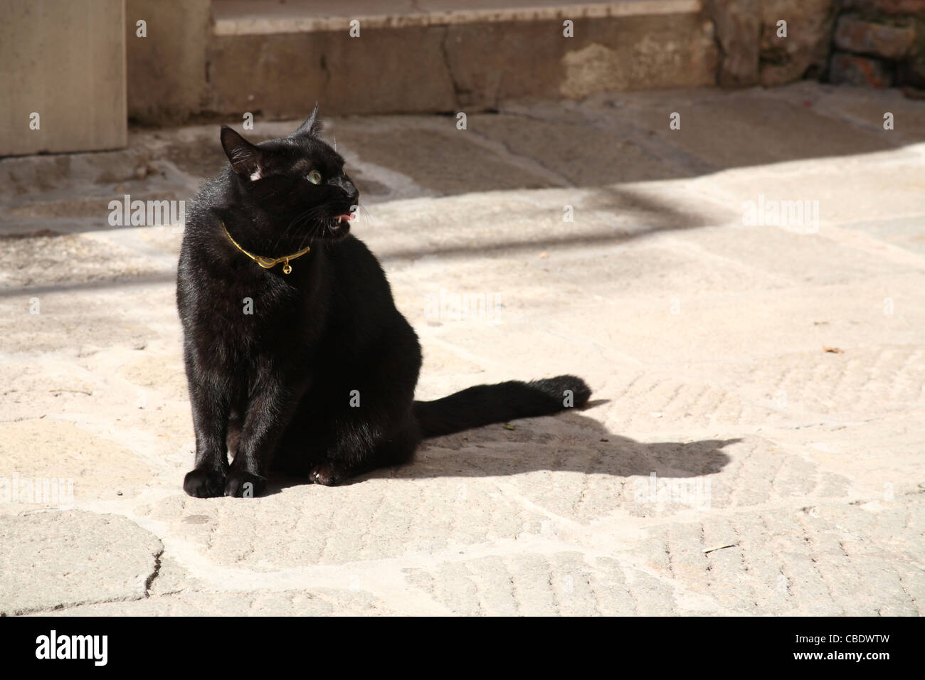 Black cat outdoor hi-res stock photography and images - Alamy