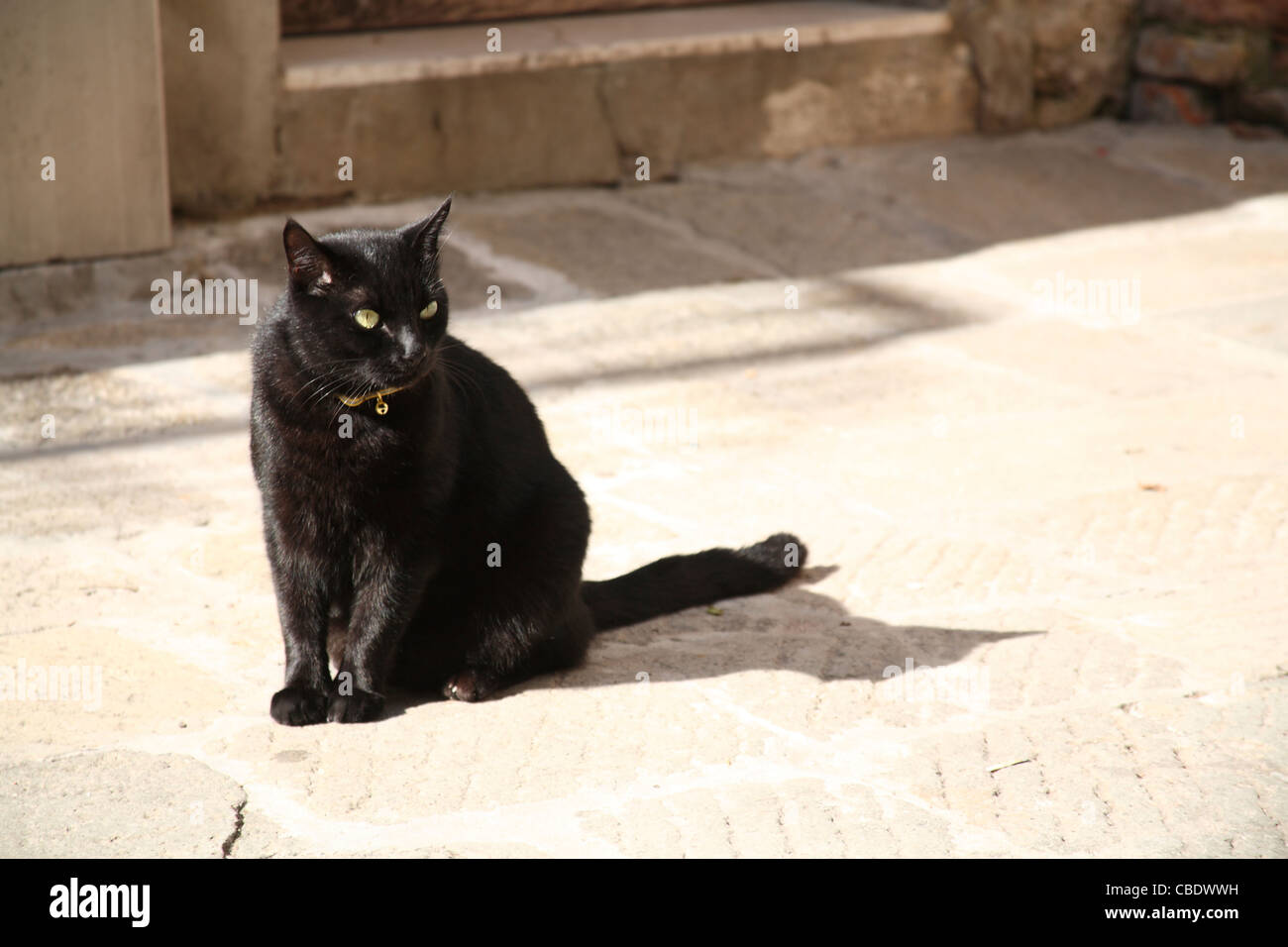 Black cat outdoor hi-res stock photography and images - Alamy