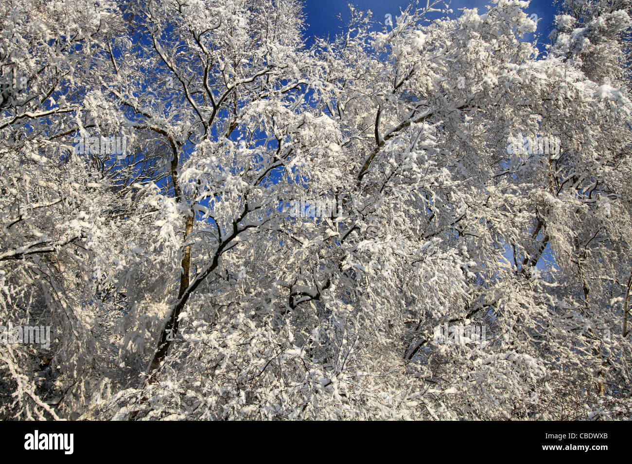 Trees in Snow on Ashdown Forest, Sussex, UK Stock Photo - Alamy