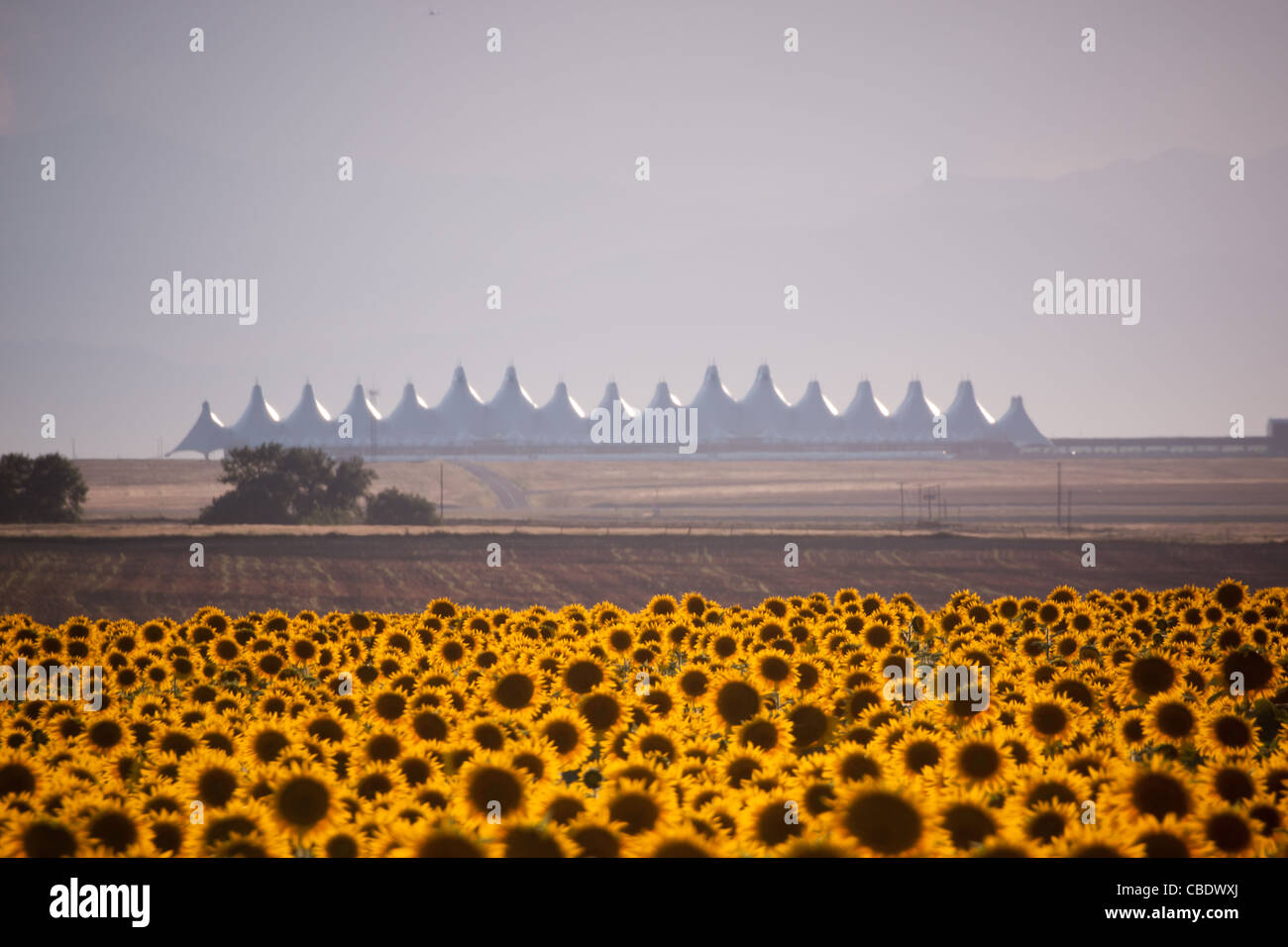 Sunflower field with Denver International Airport in the background ...