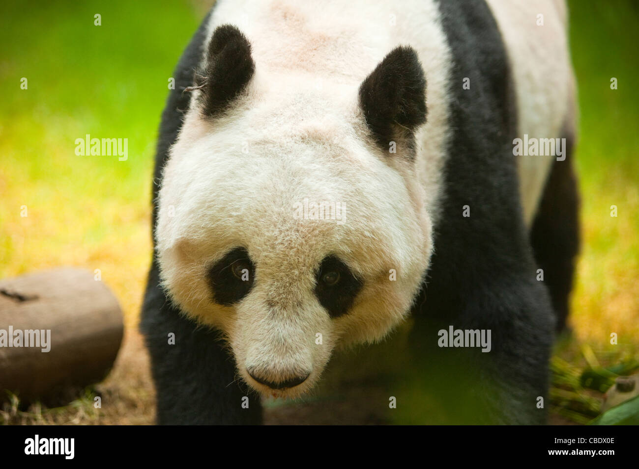 Giant Panda, Ocean Park, Hong Kong, China Stock Photo - Alamy