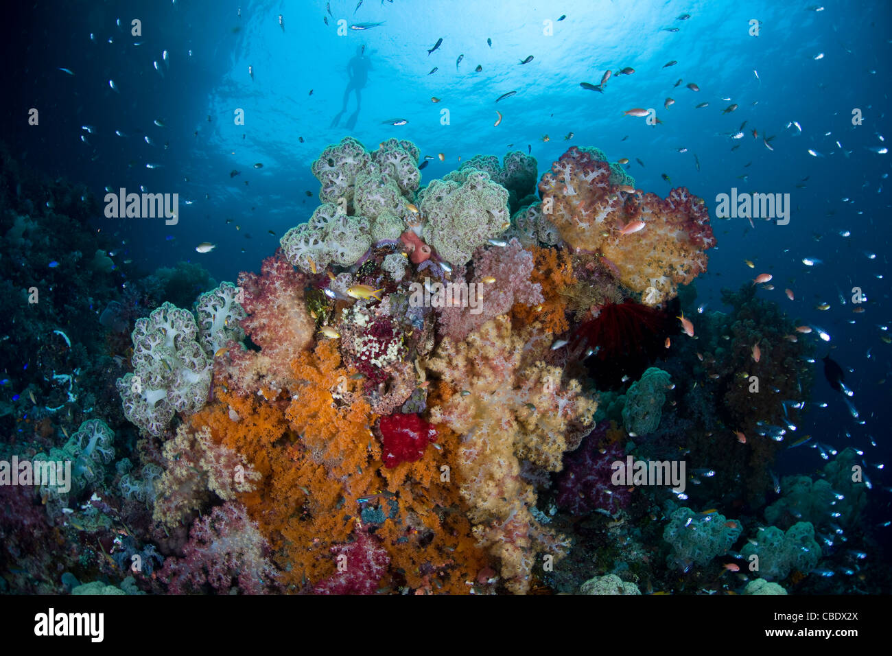 A bouquet of soft corals, Dendronephthya spp., is surrounded by anthias ...
