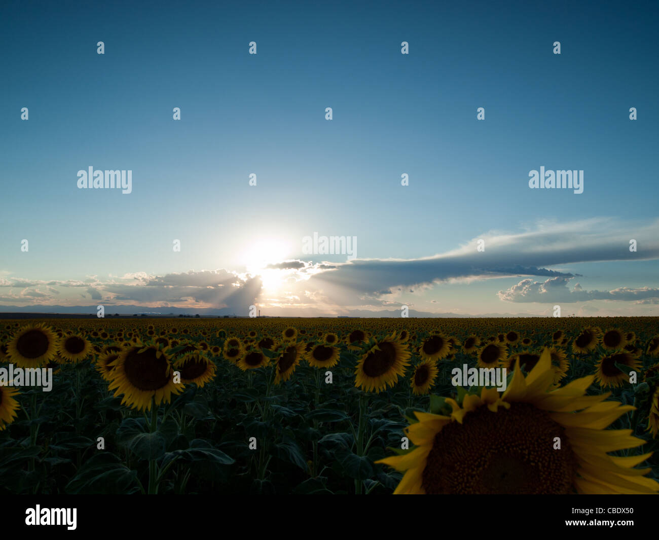 Sunflower field denver international airport hi-res stock photography ...