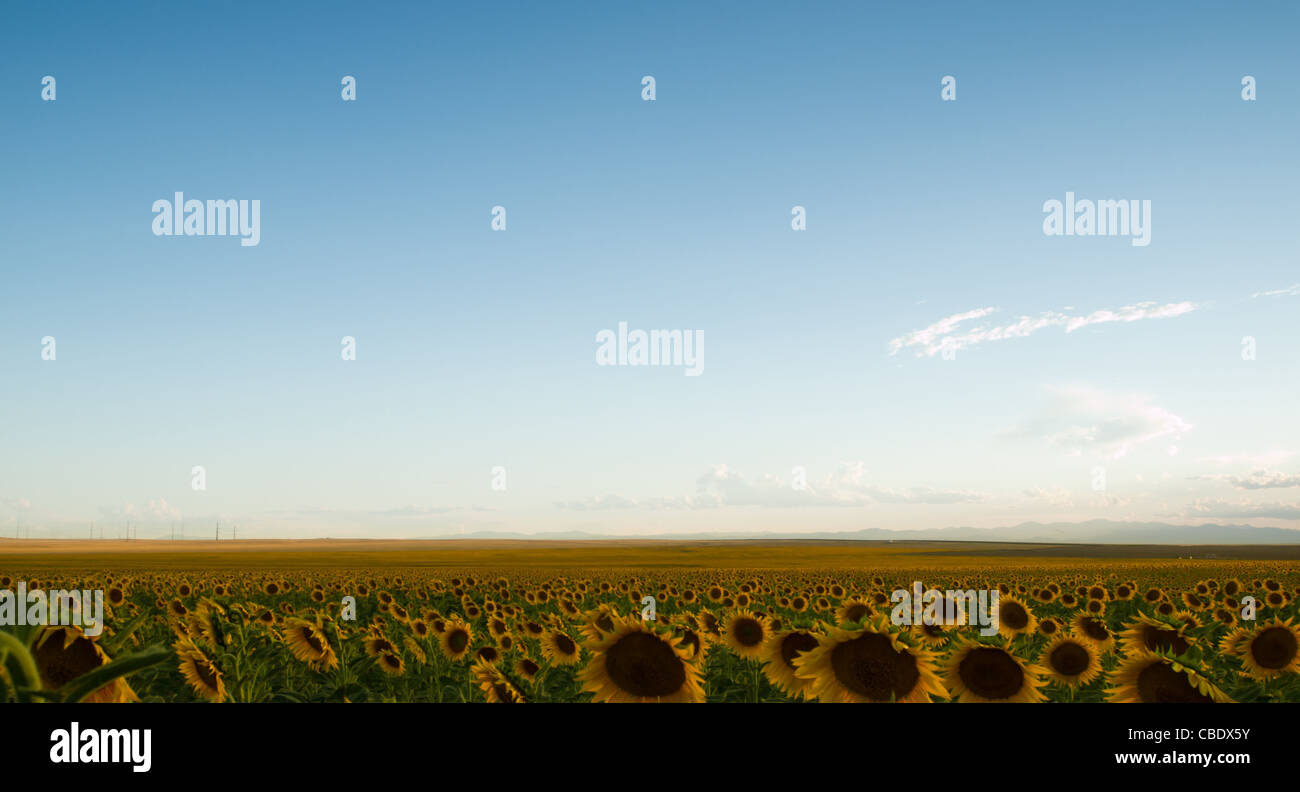 Sunflower field denver international airport hi-res stock photography ...