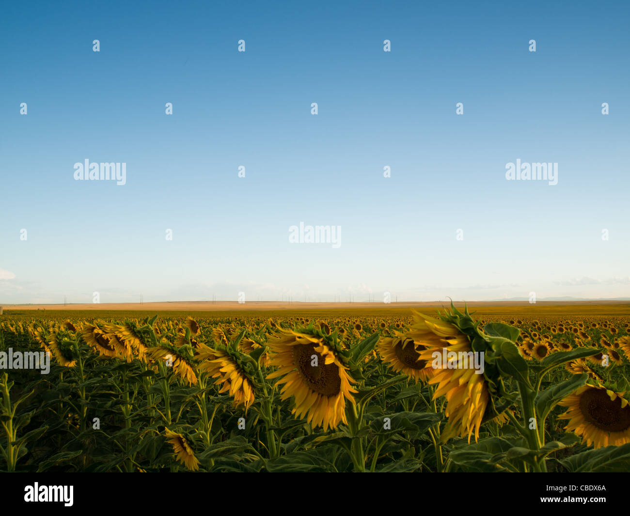 Sunflower field at sunset in Colorado Stock Photo - Alamy