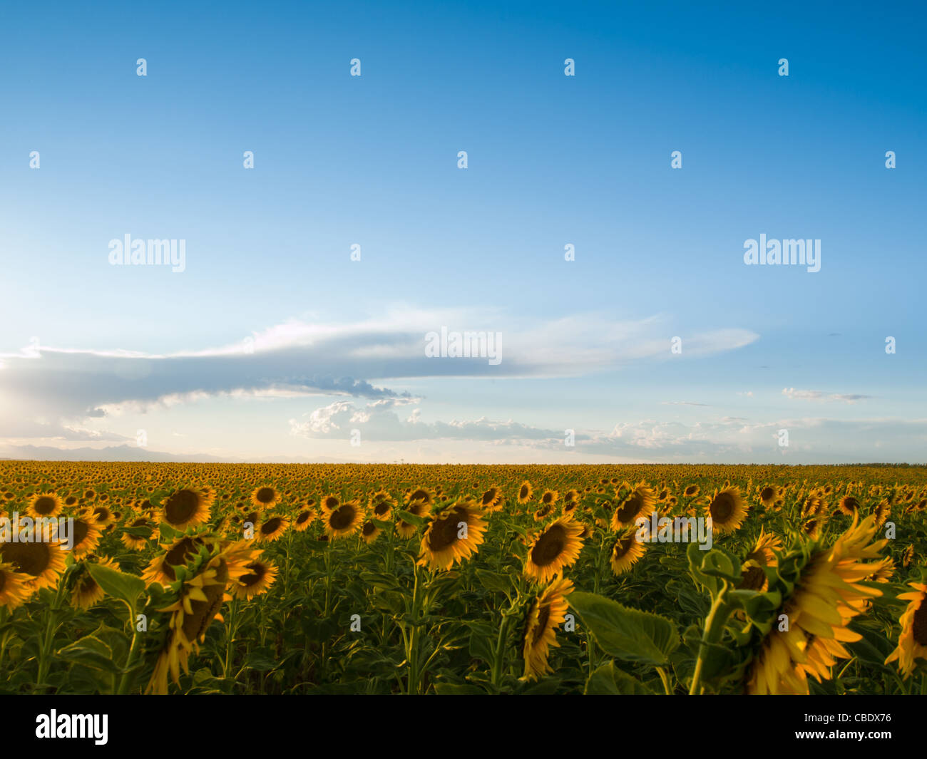 Sunflower field denver international airport hi-res stock photography ...