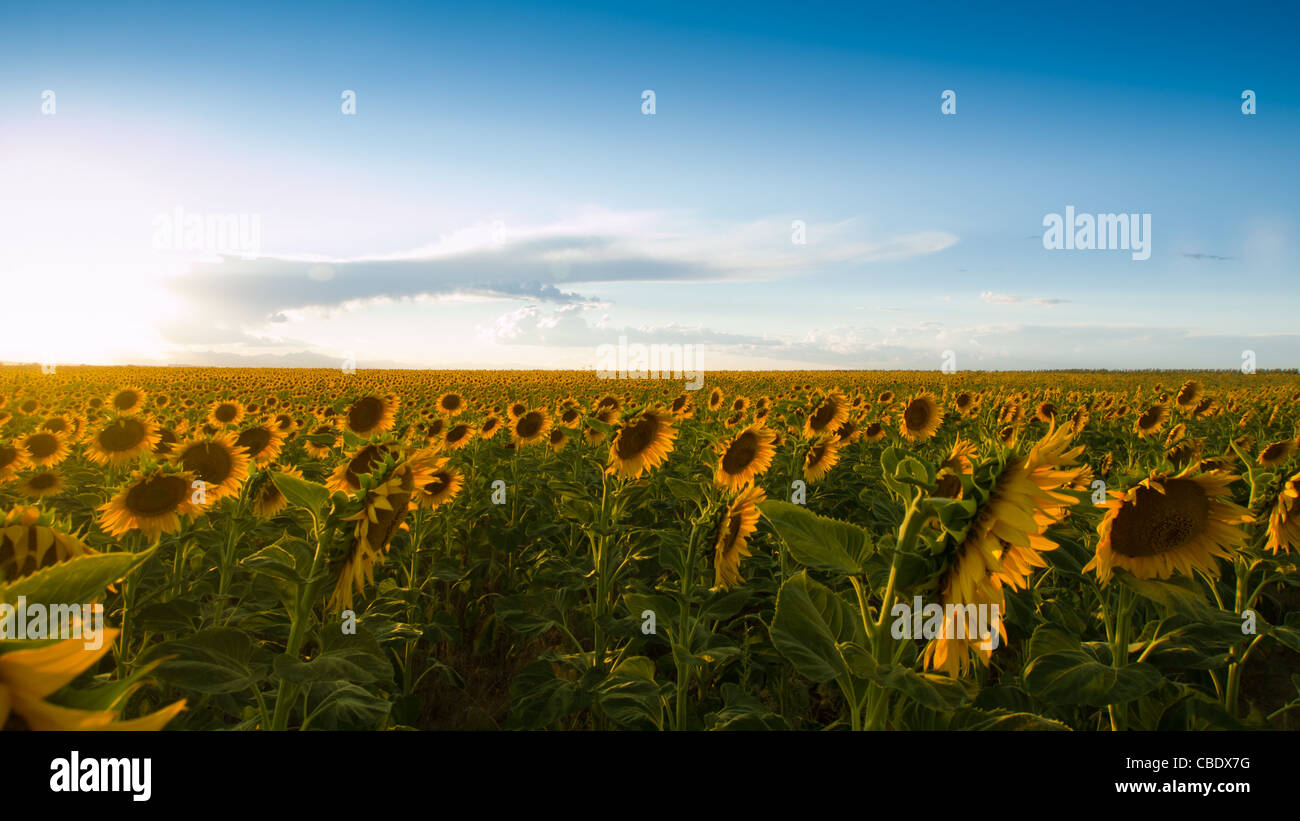 Sunflower field denver international airport hi-res stock photography ...