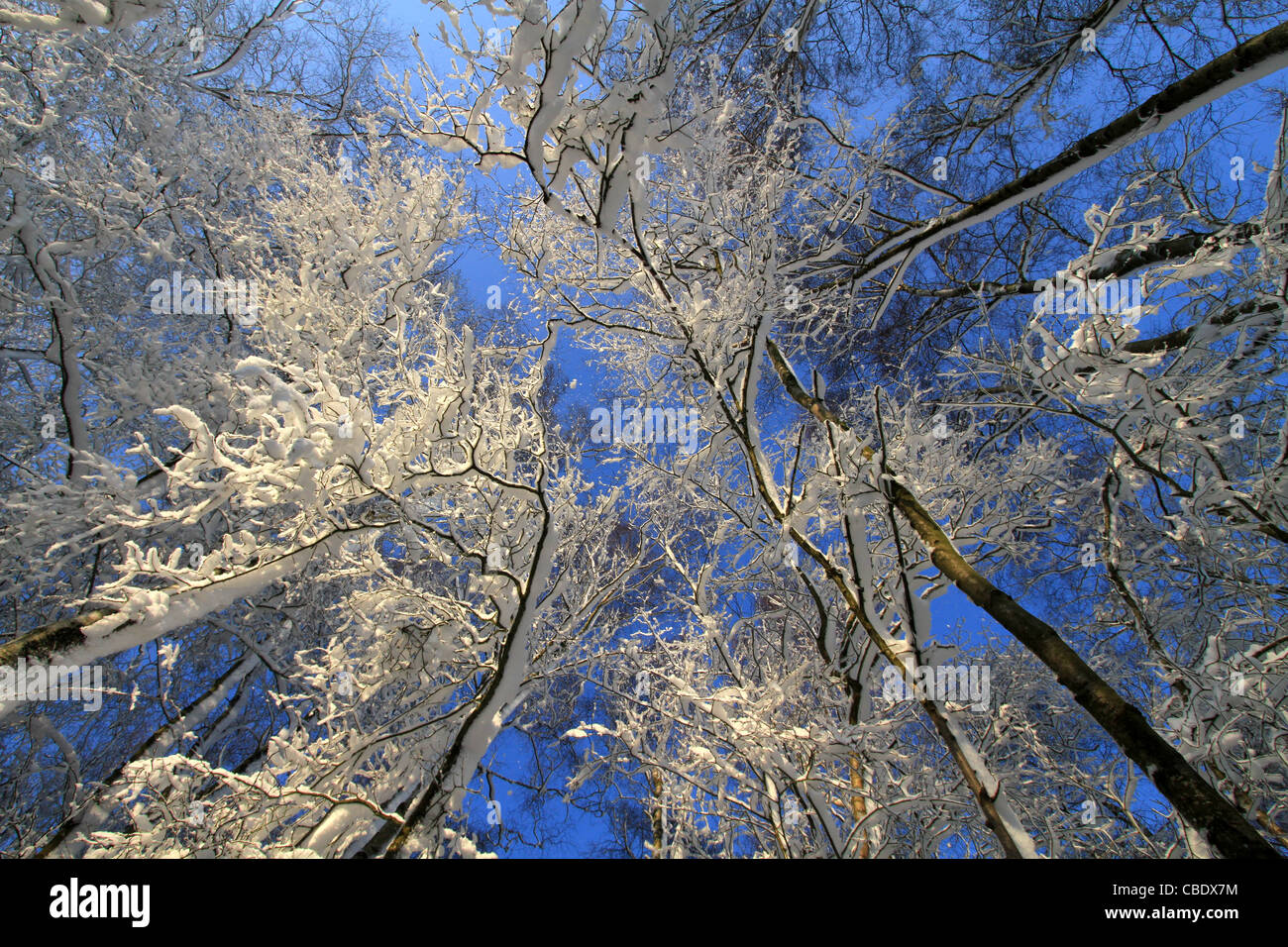Wych cross hi-res stock photography and images - Alamy