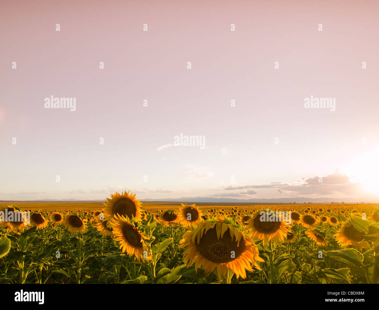 Sunflower field at sunset in Colorado Stock Photo - Alamy