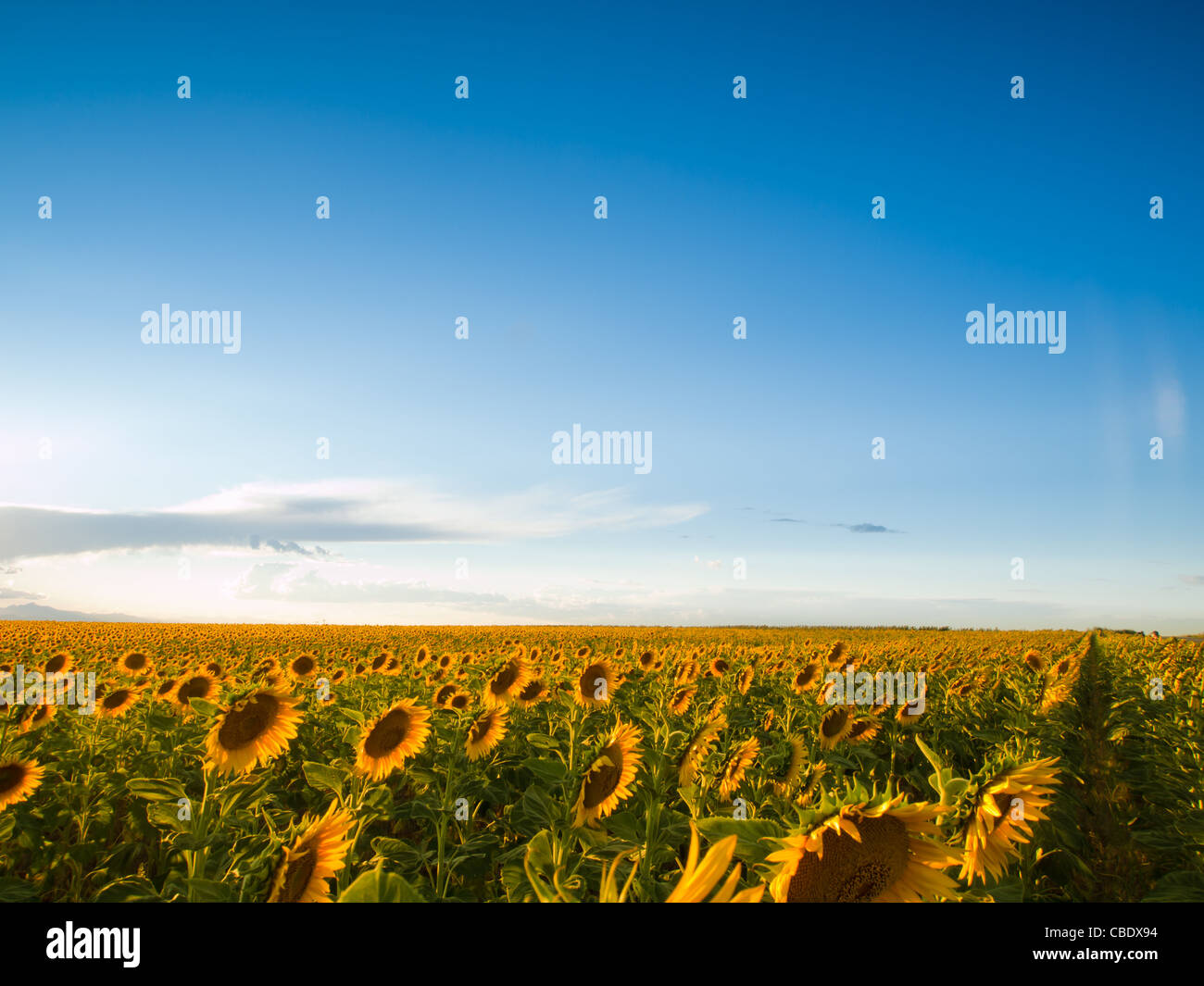 Sunflower field at sunset in Colorado Stock Photo - Alamy