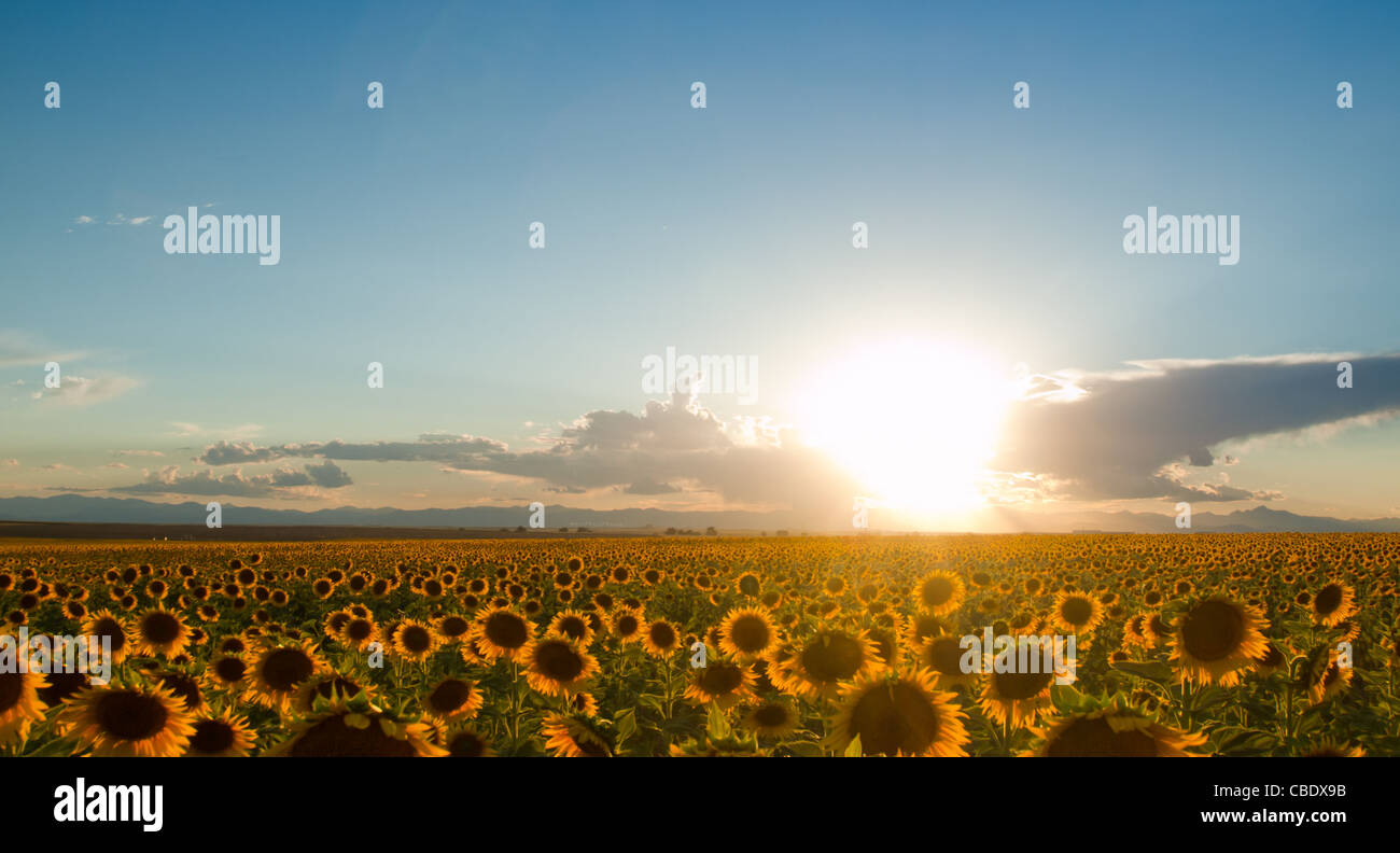 Sunflower field denver international airport hi-res stock photography ...