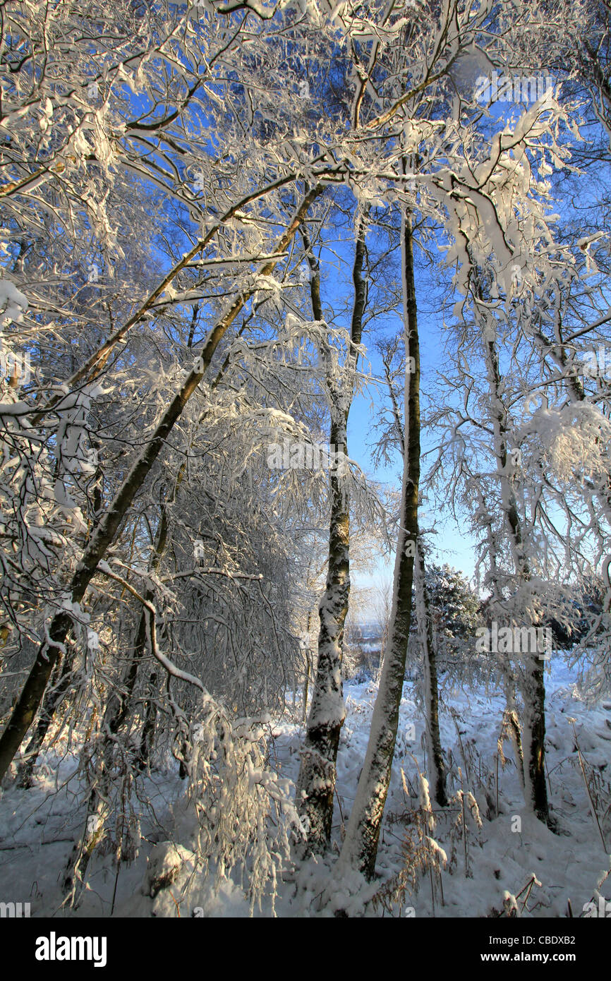 Trees in Snow on Ashdown Forest, Sussex, UK Stock Photo - Alamy