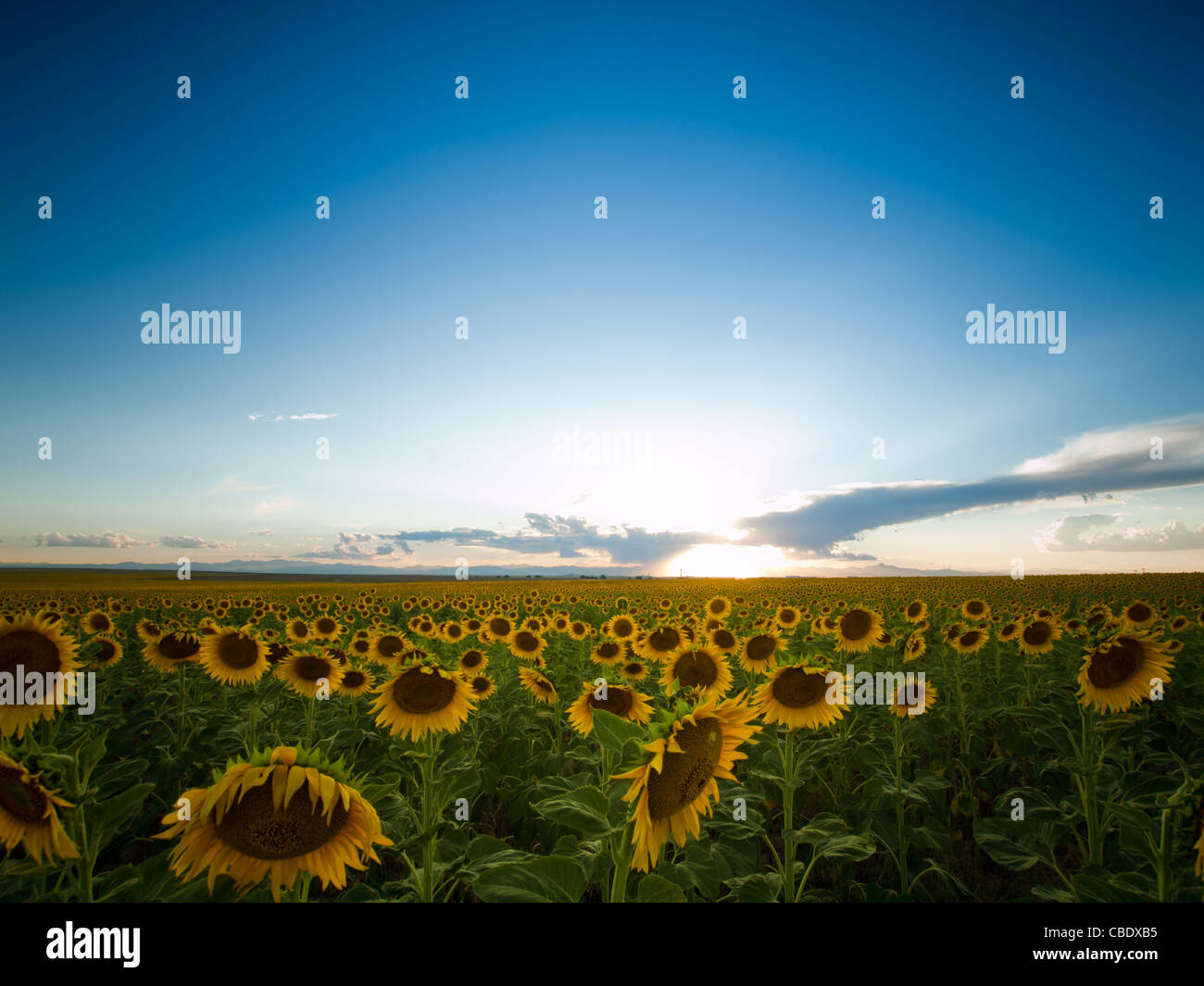 Sunflower field denver international airport hi-res stock photography ...