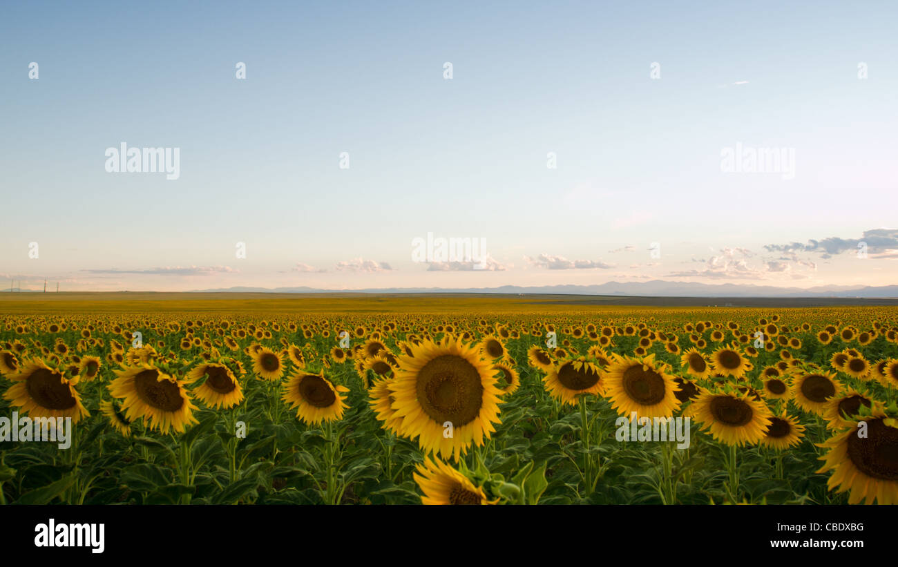 Sunflower field at sunset in Colorado Stock Photo - Alamy