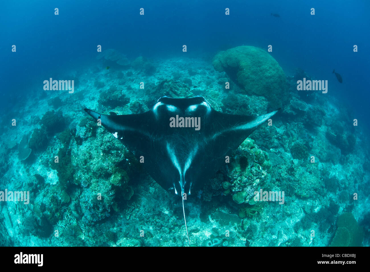 A manta ray, Manta alfredi, glides over a cleaning station where ...