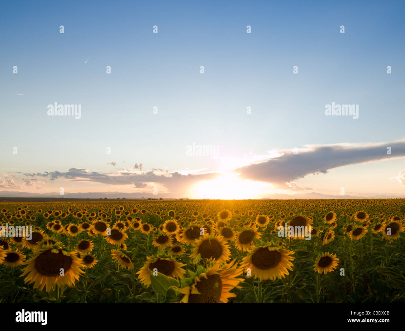 Sunflower field at sunset in Colorado Stock Photo - Alamy