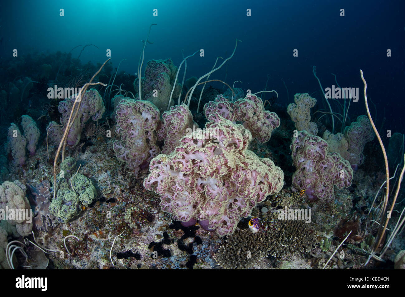 Dendronephthya (Morchellana) sp. soft corals grow on top of a reef ...