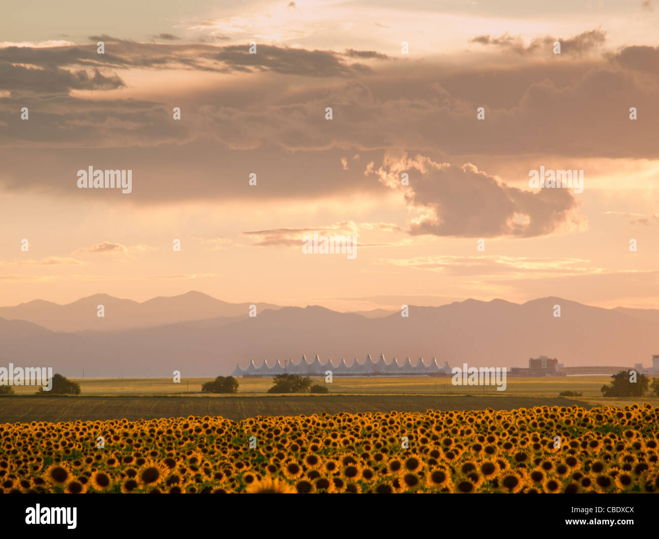 Sunflower field with Denver International Airport in the background ...