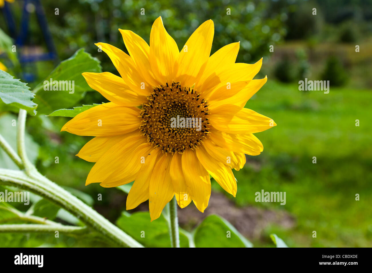 Sunflower during summer Stock Photo - Alamy