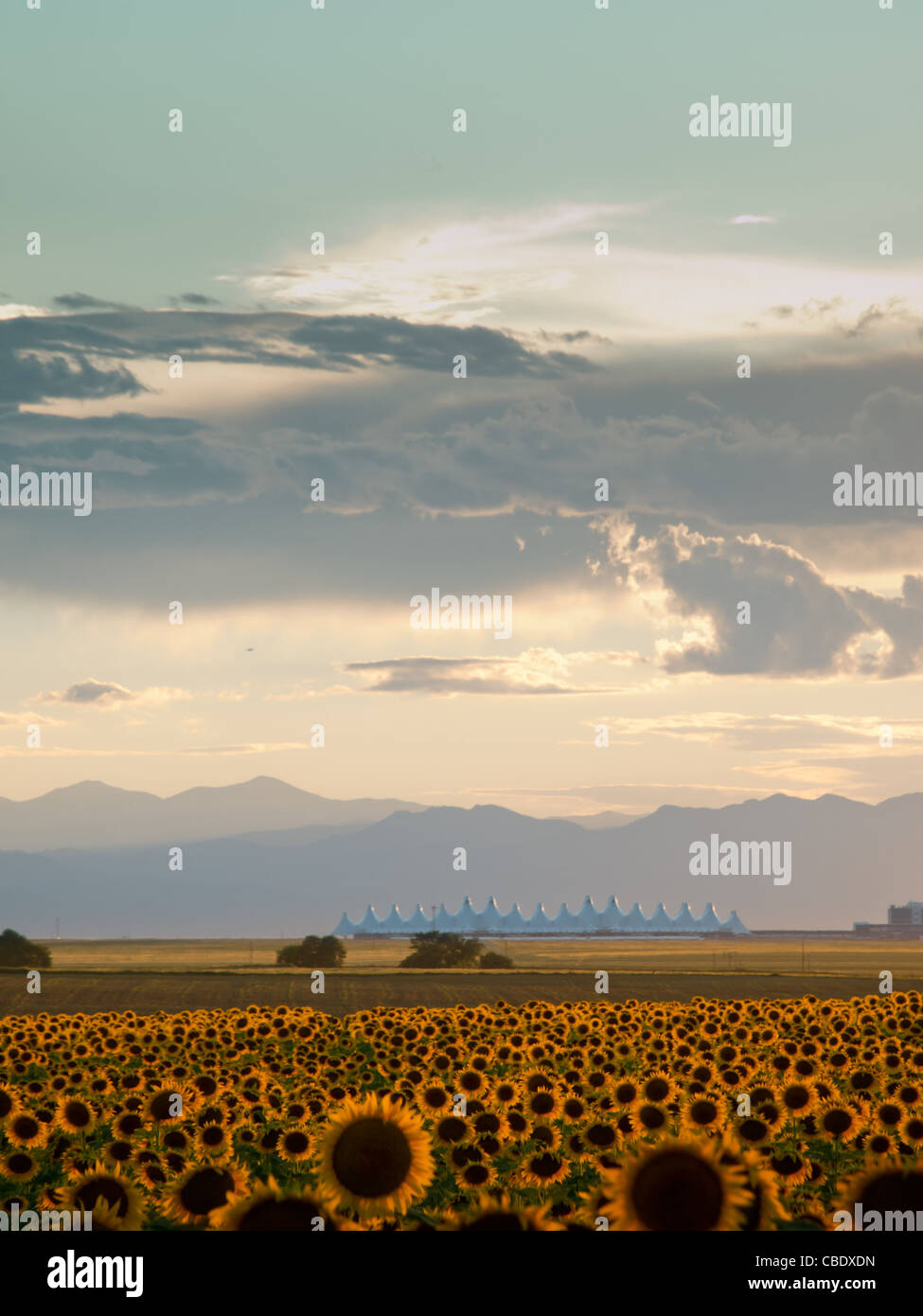 Sunflower field with Denver International Airport in the background ...