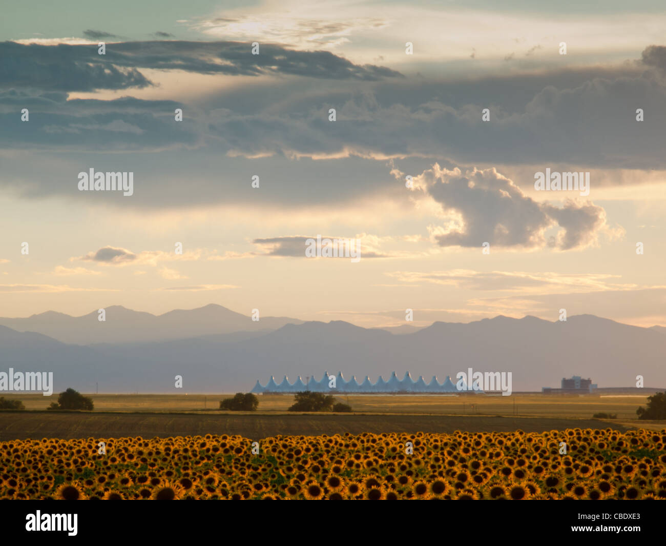 Sunflower field with Denver International Airport in the background ...