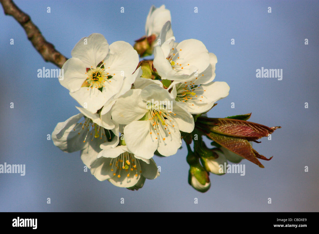 blossom, blue, branch, bud, day, flora, flower, green, leaf, life, low ...