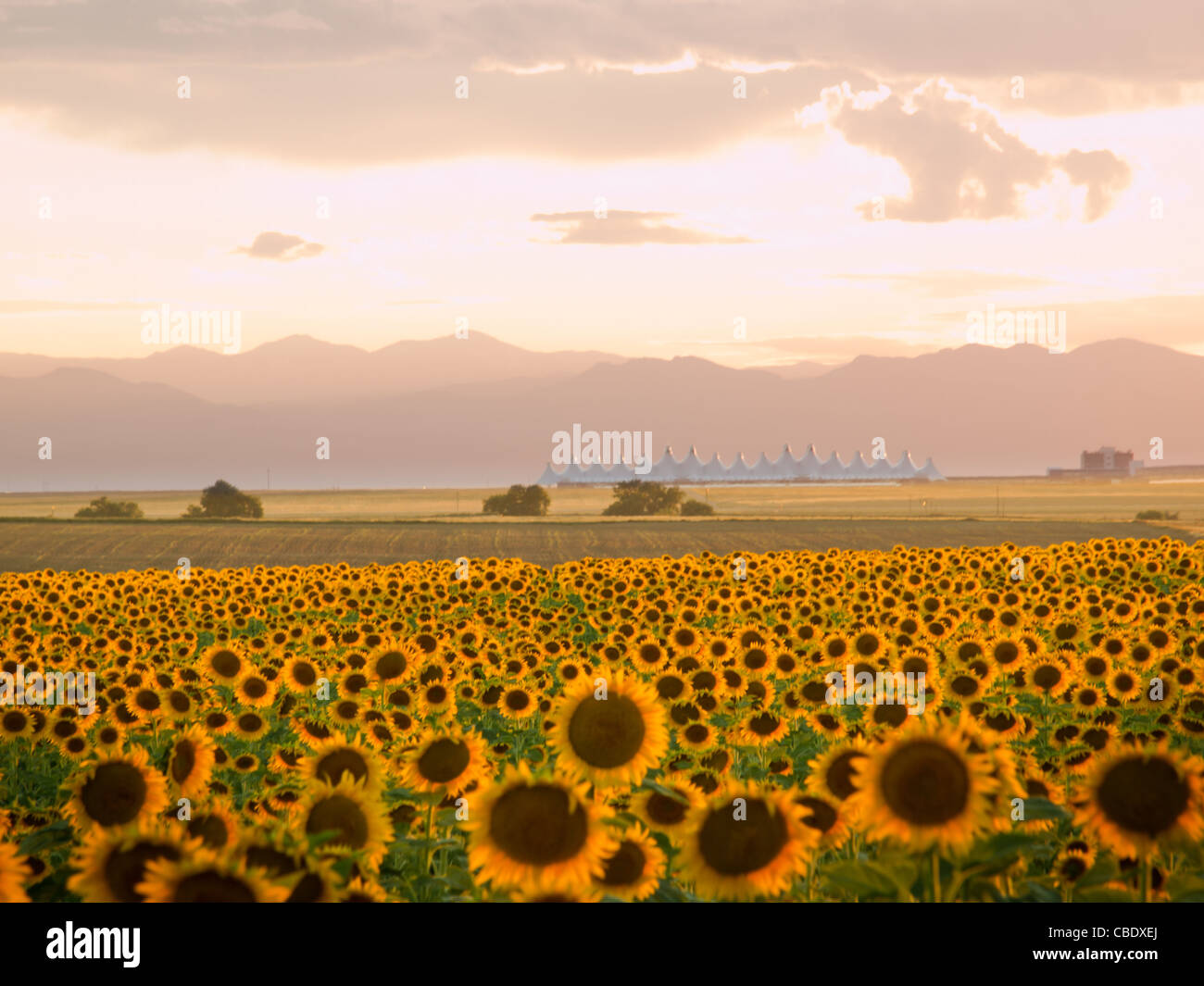 Sunflower field with Denver International Airport in the background ...