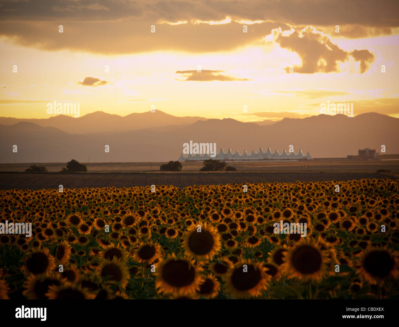 Sunflower field with Denver International Airport in the background ...