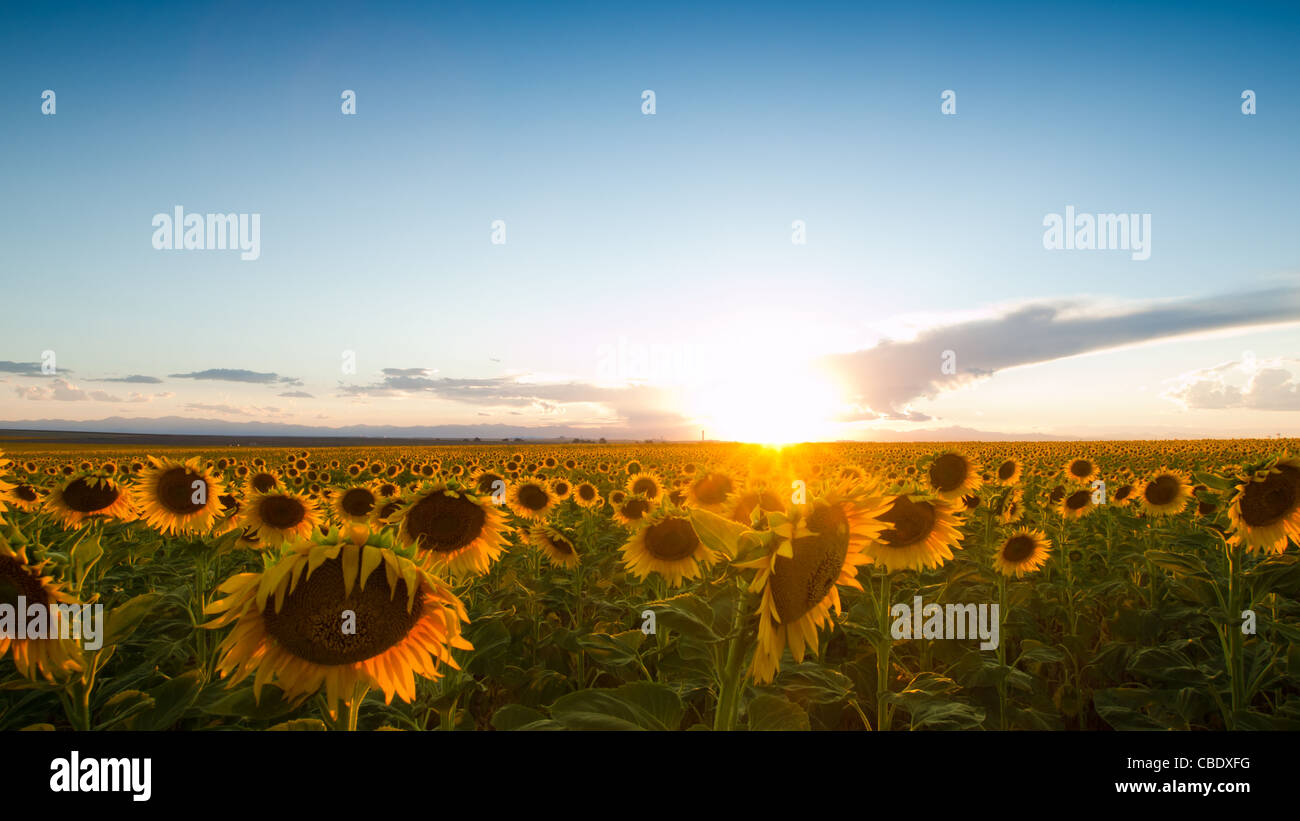 Sunflower field at sunset in Colorado Stock Photo - Alamy