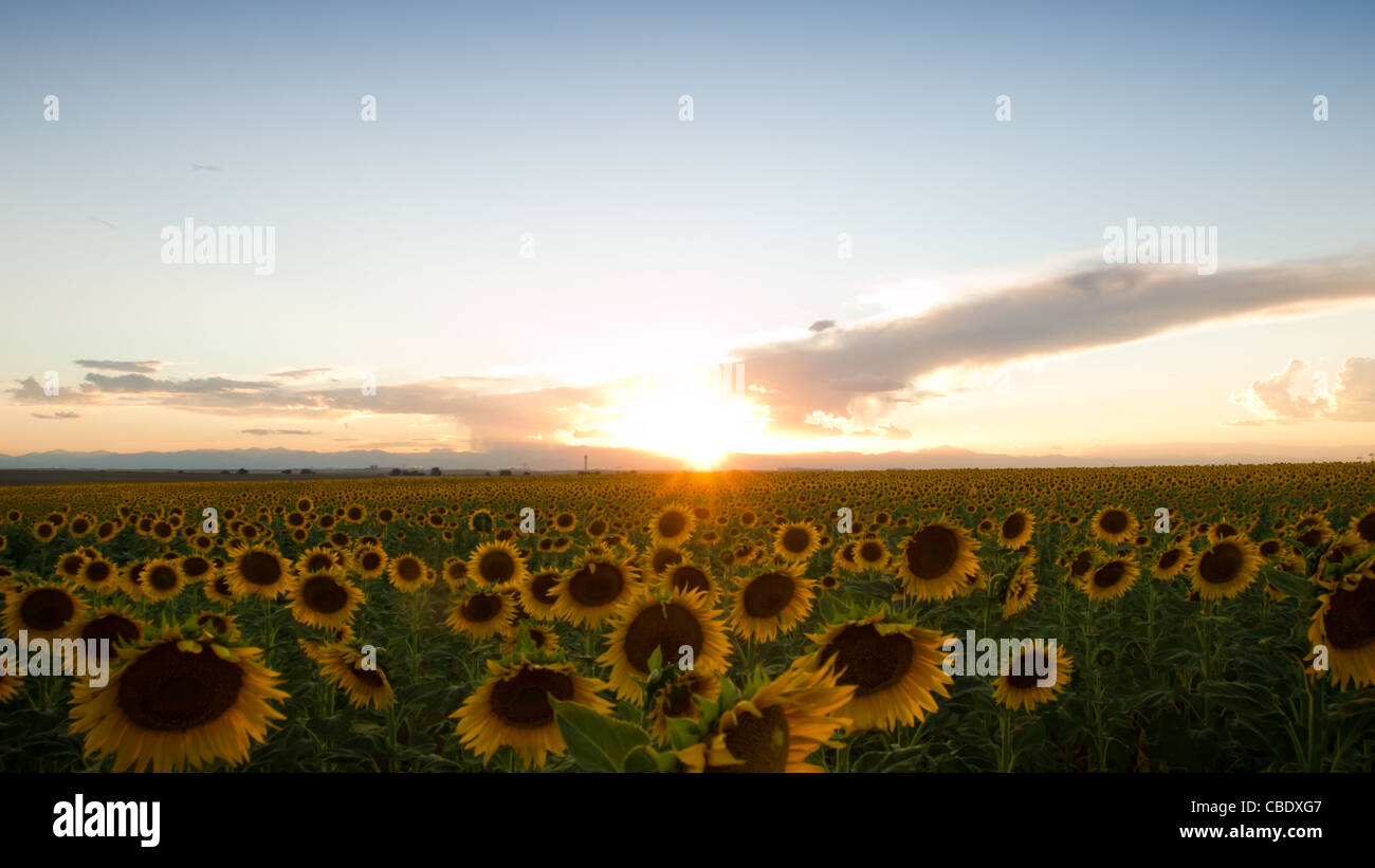 Sunflower field denver international airport High Resolution Stock ...