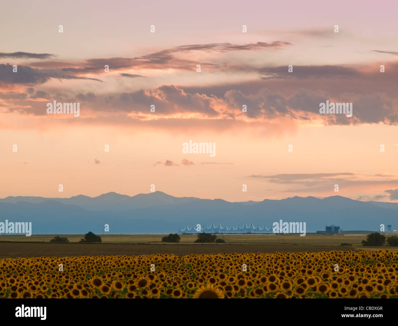 Sunflower field with Denver International Airport in the background ...