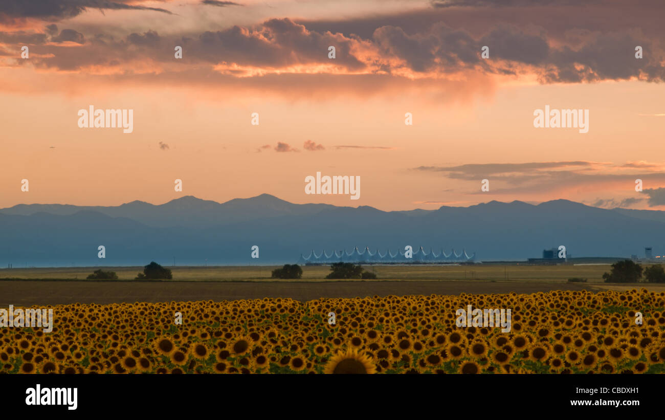 Sunflower field with Denver International Airport in the background ...