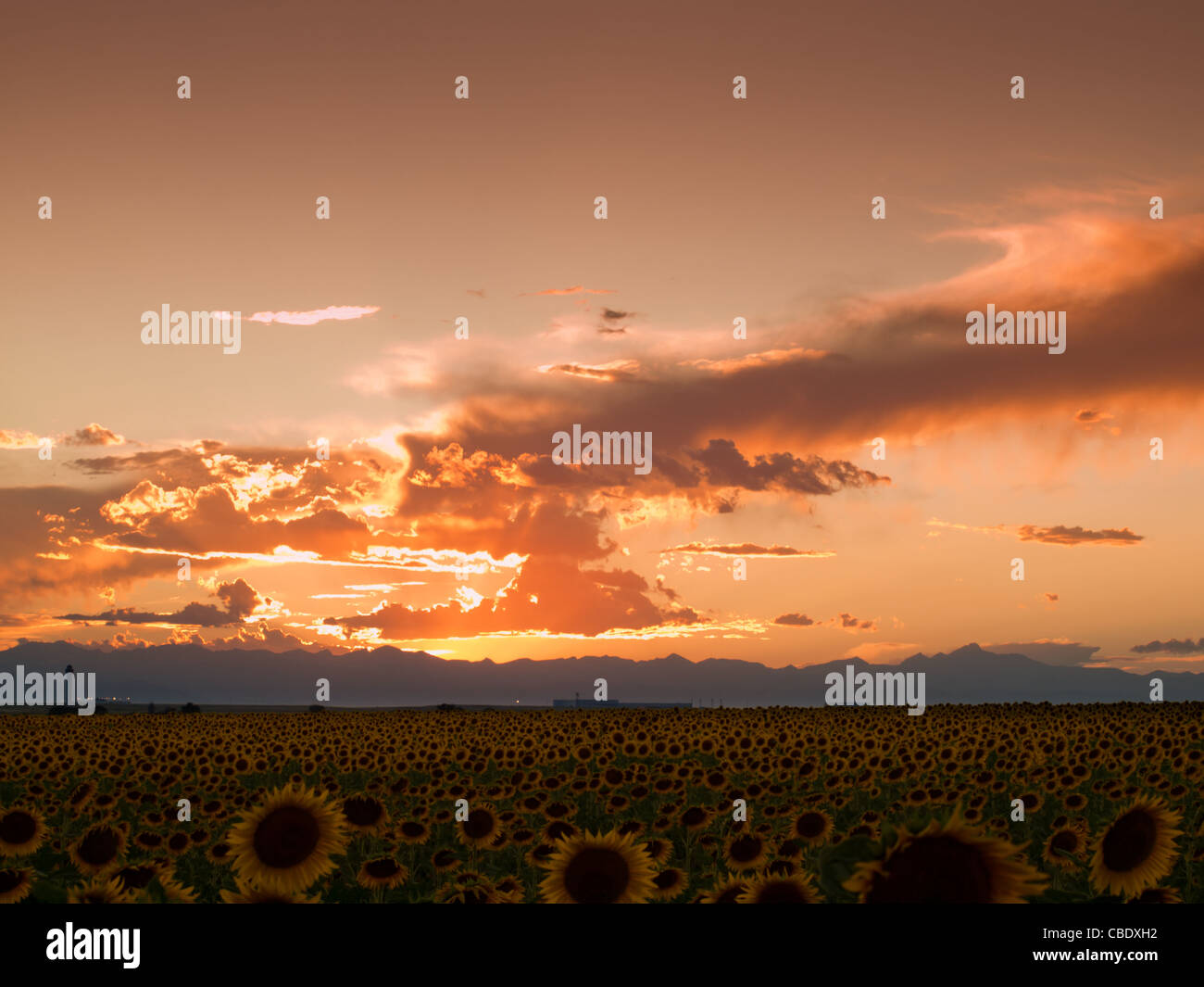 Sunflower field at sunset in Colorado Stock Photo - Alamy