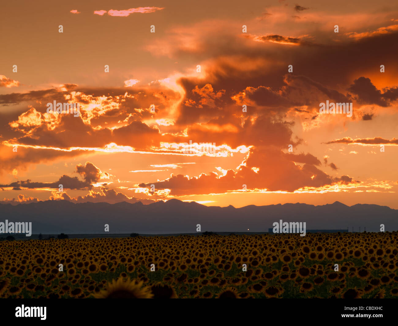Sunflower field at sunset in Colorado Stock Photo - Alamy