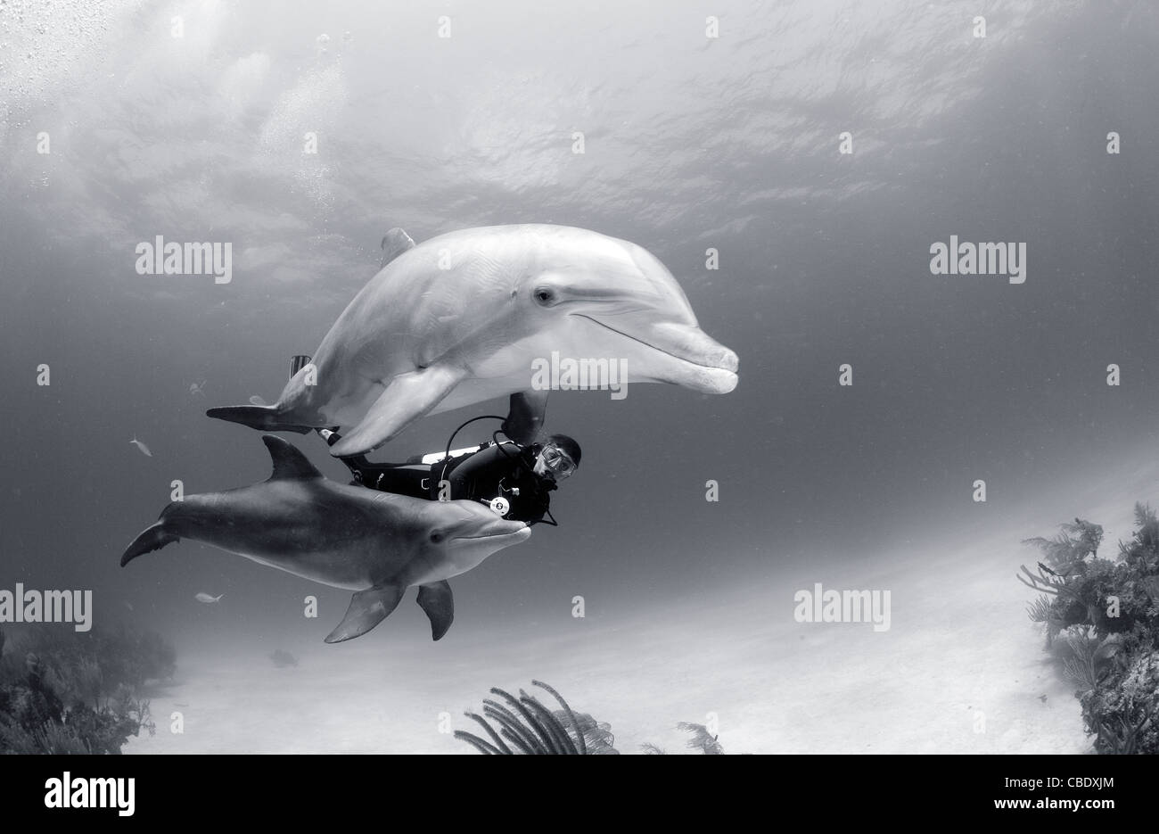 Scuba diver swims with bottlenose dolphin Stock Photo - Alamy